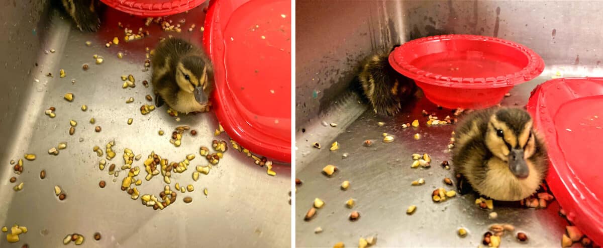 Hesperia Lake Park - Hesperia Parks & Recreation